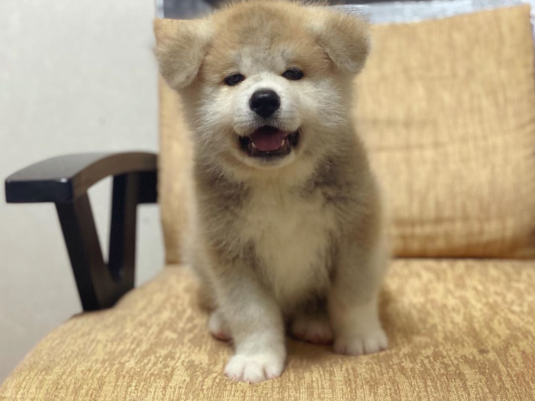 Akita — Welpen Verfügbar | Kobsar Welpen