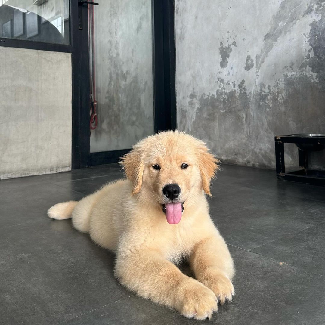 Golden Retriever — Welpen Verfügbar | Kobsar Welpen